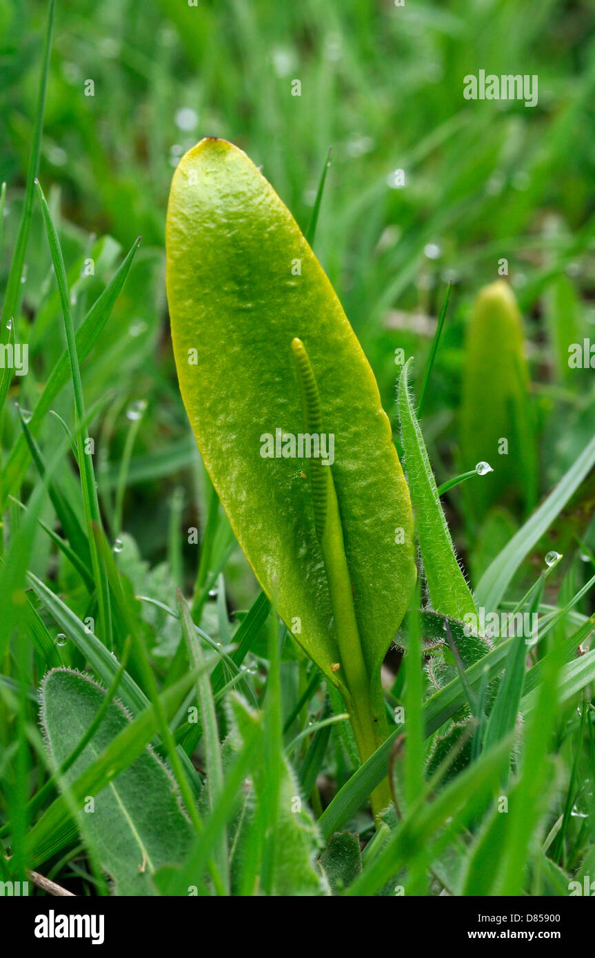 Adder's Tongue Fern - Ophioglossum vulgatum Stock Photo - Alamy