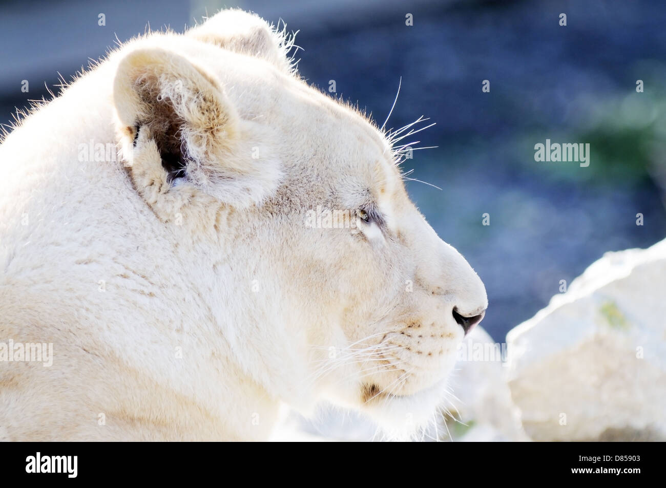 Closeup profile of female white lion portrait Stock Photo - Alamy