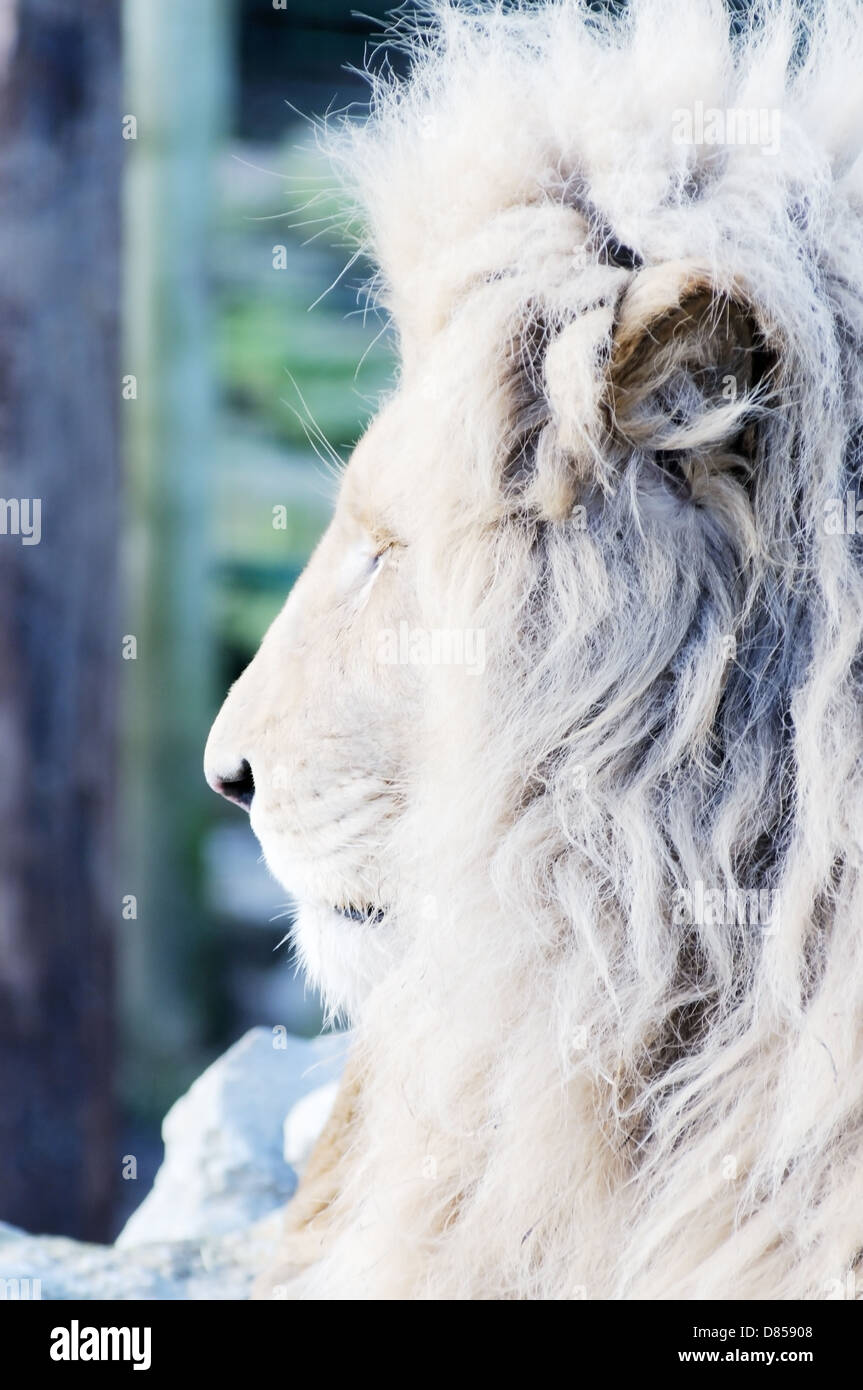male white lion closeup profile showing mane fur detail Stock Photo - Alamy