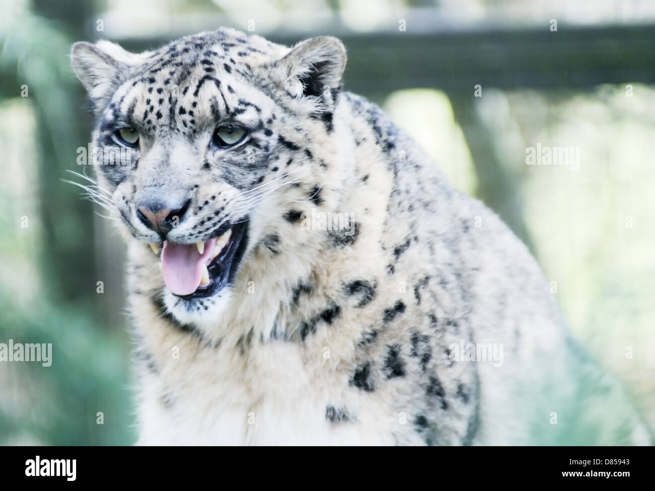 Closeup of snow leopard showing teeth and fur details Stock Photo - Alamy