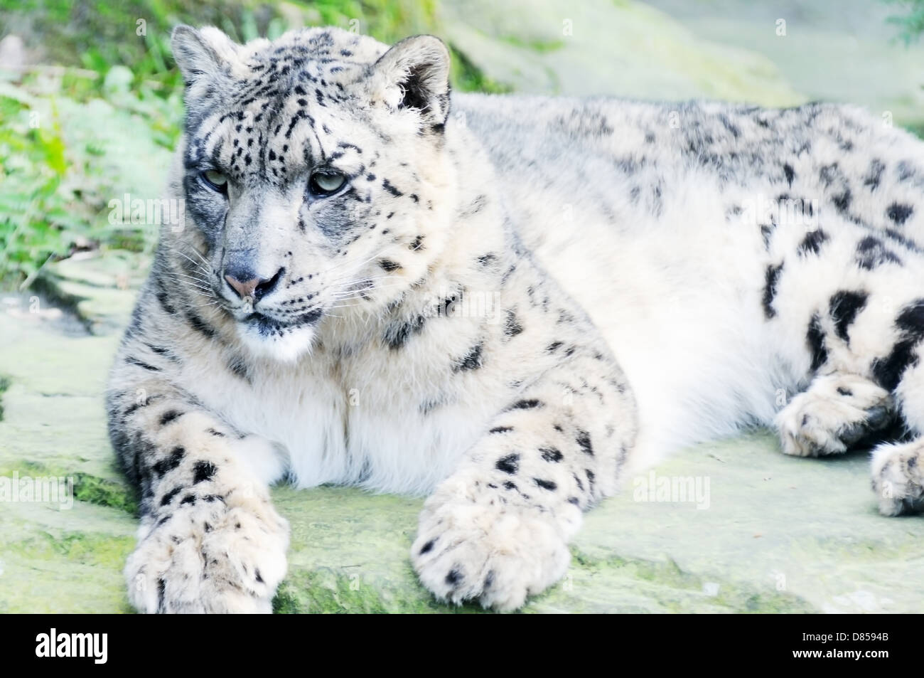Closeup of snow leopard resting on a rock Stock Photo - Alamy