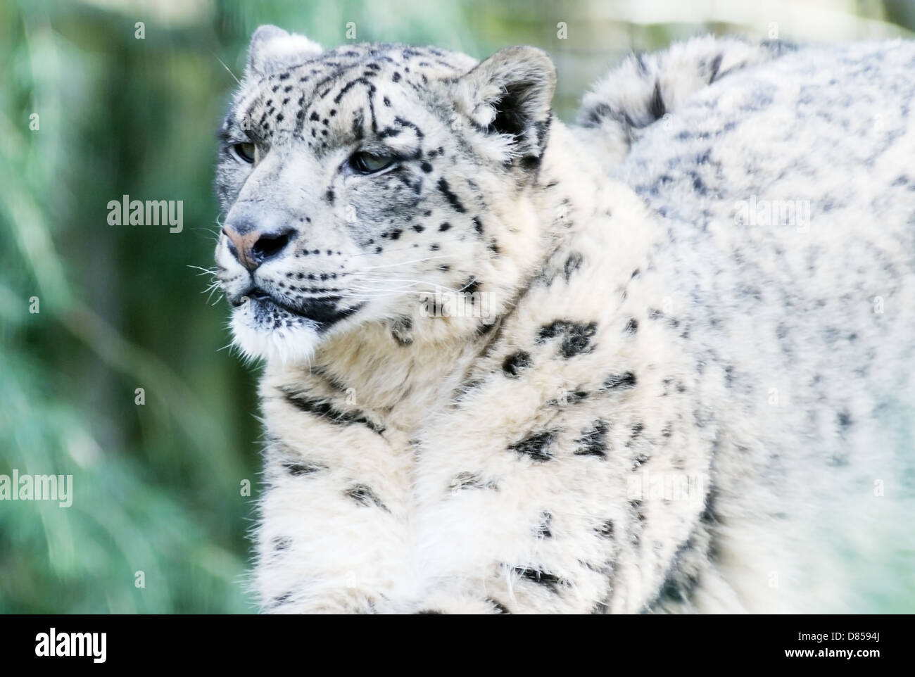 Closeup of alert snow leopard looking and watching Stock Photo - Alamy