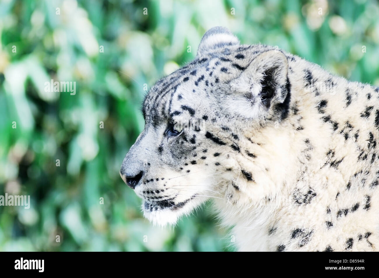 Leopard head hi-res stock photography and images - Alamy