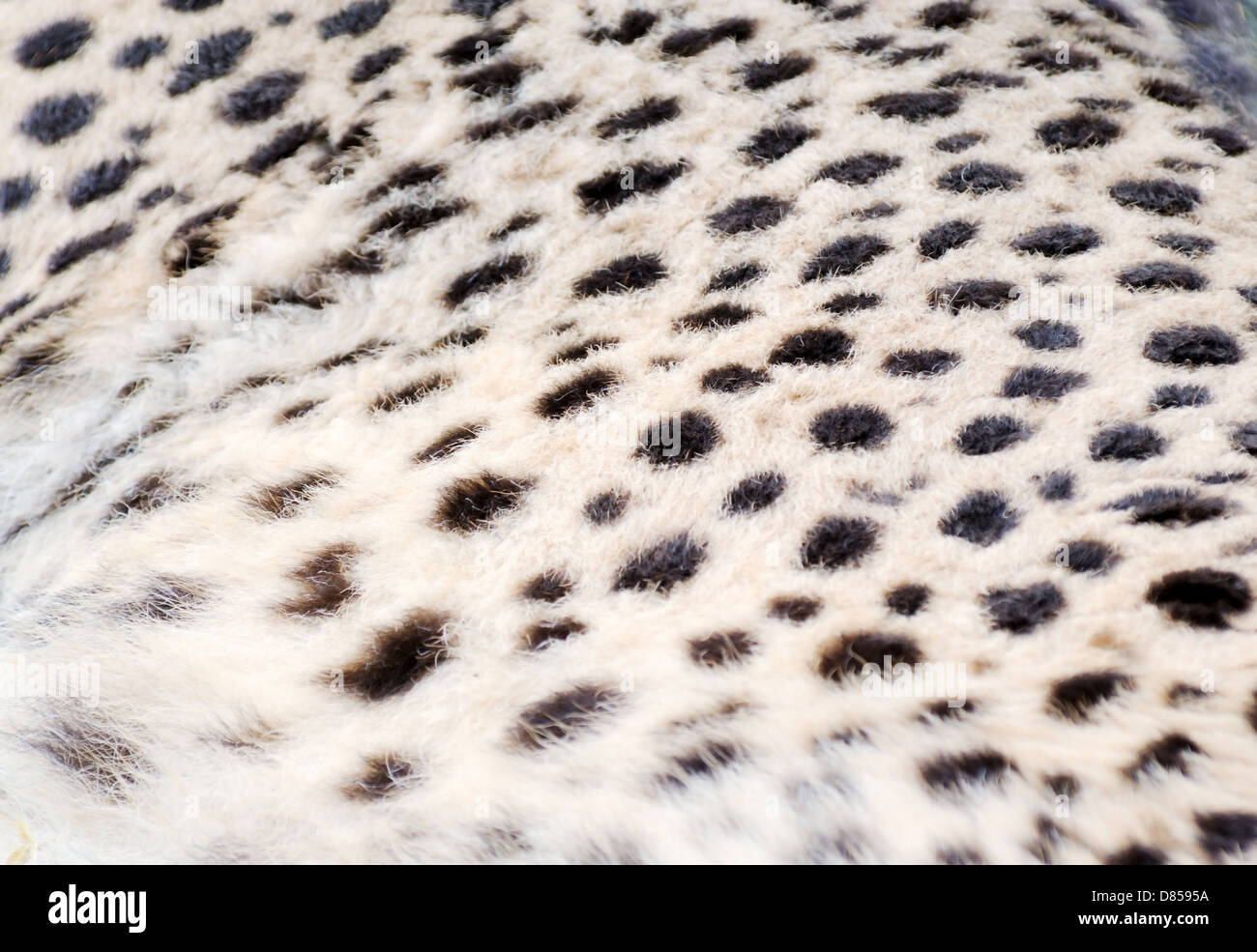 Closeup of cheetah fur for background texture Stock Photo - Alamy