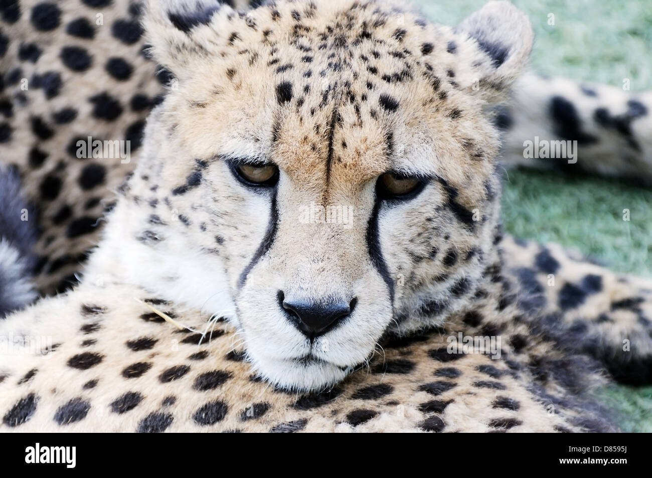 Cheetah closeup detail of fur and face Stock Photo - Alamy