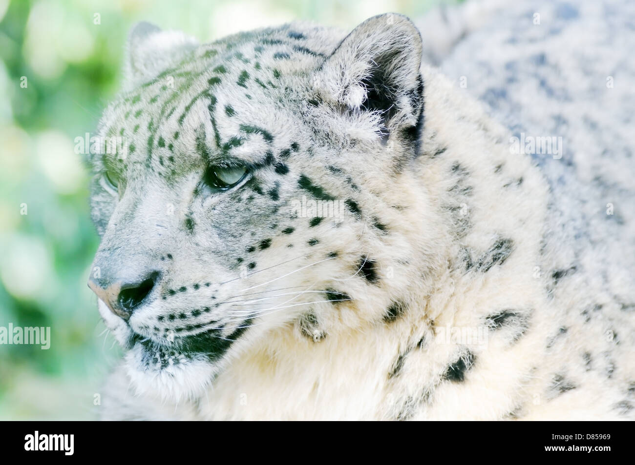Snow leopard closeup of head showing spots on fur Stock Photo - Alamy