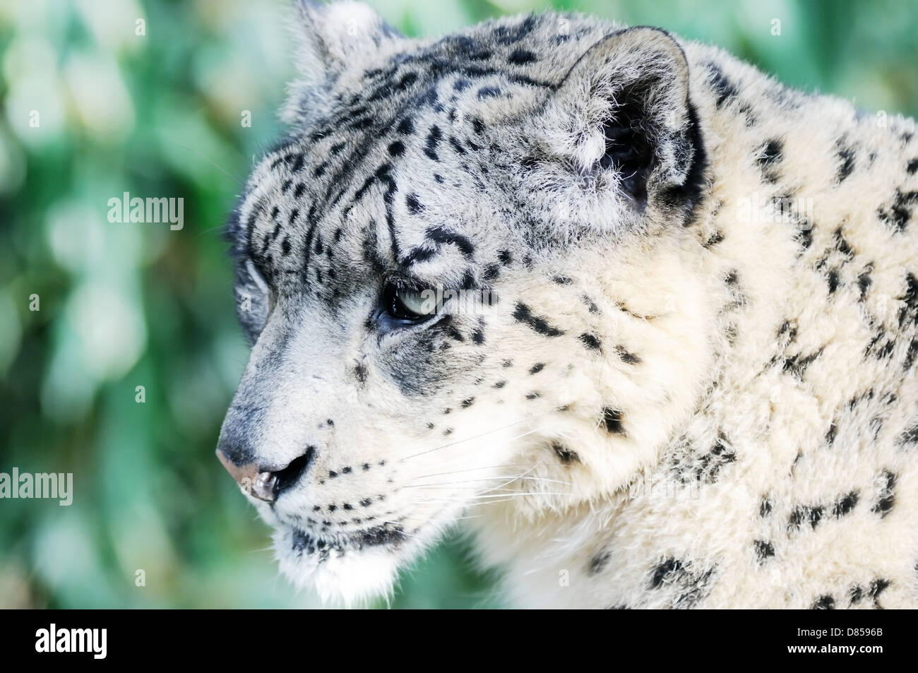 Closeup Profile Snow Leopard Face High Resolution Stock Photography and ...