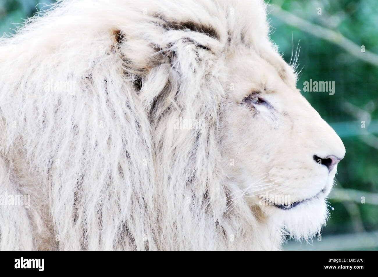 White lion closeup showing fur detail and face Stock Photo - Alamy