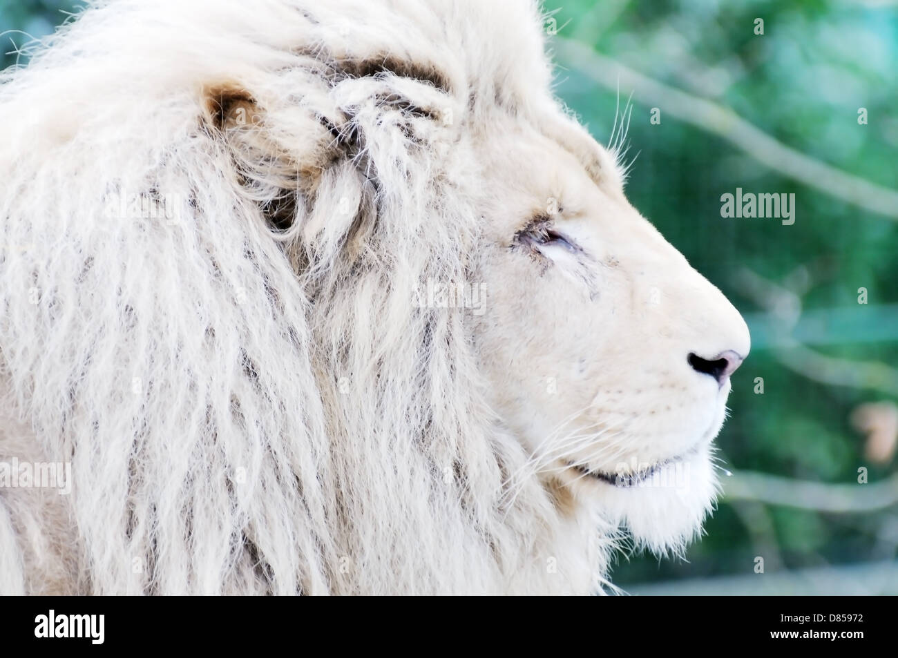 White lion closeup of face and head showing fur detail Stock Photo - Alamy