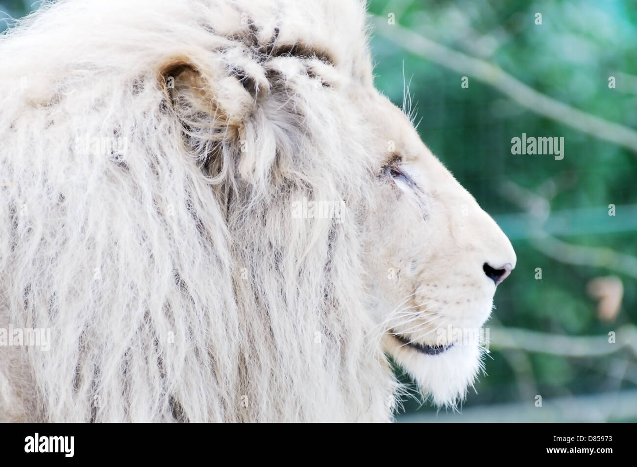 White lion closeup profile of head showing fur detail Stock Photo - Alamy