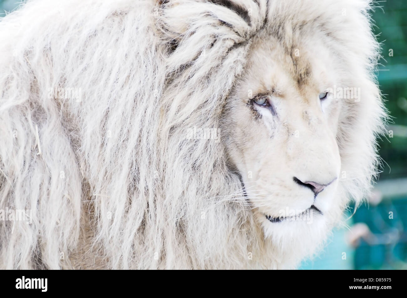White lion closeup of head and face showing fur detail Stock Photo - Alamy