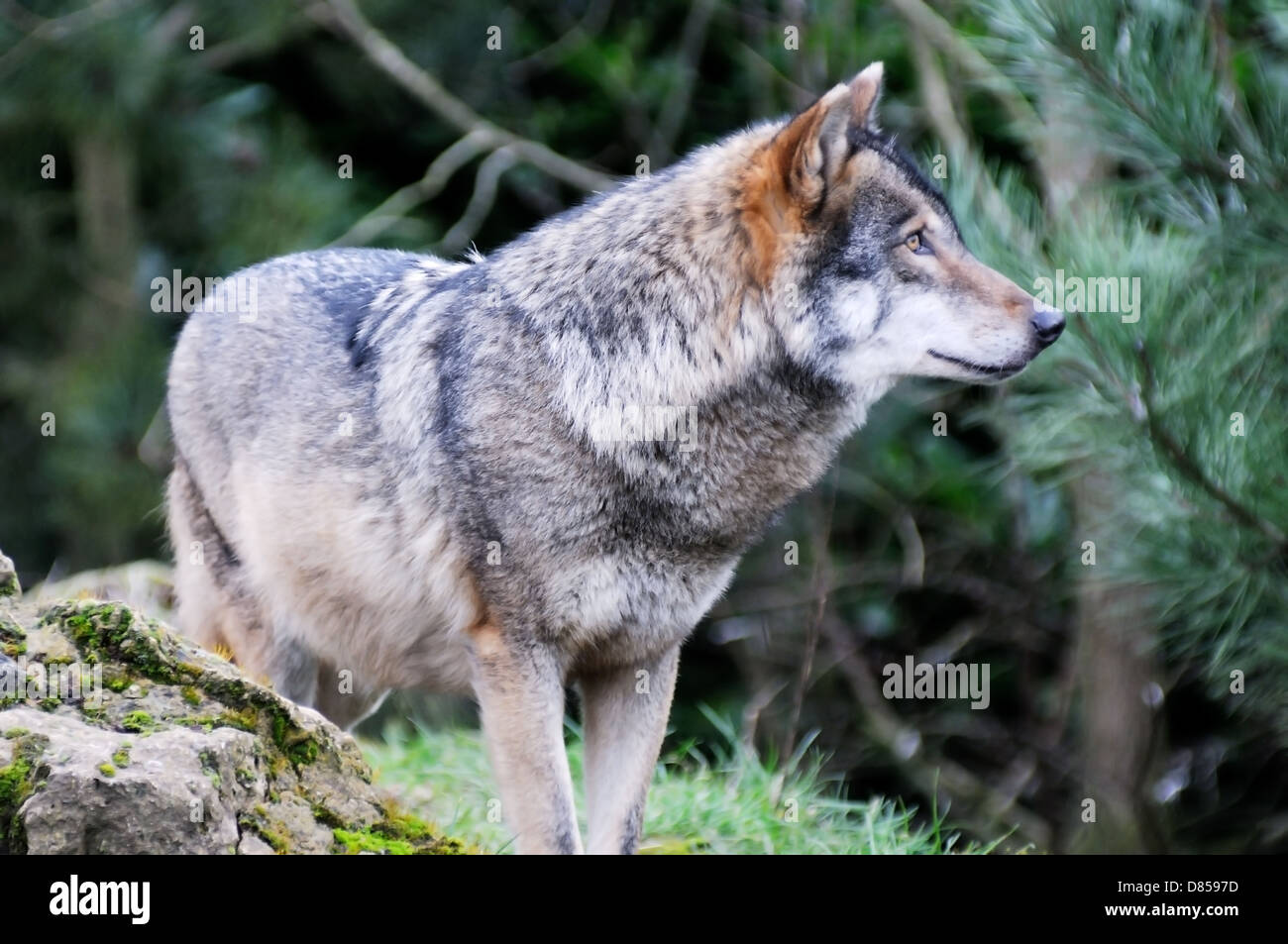 Stalking wolf hi-res stock photography and images - Alamy