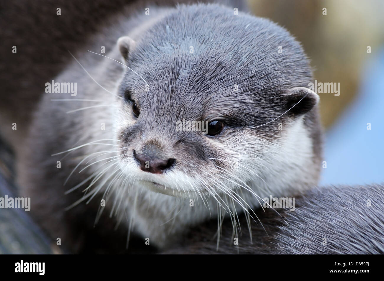 Cutest otter photograph ever, closeup of fur Stock Photo - Alamy