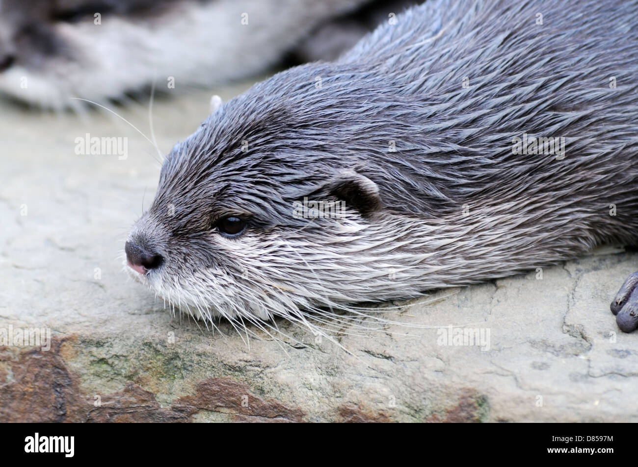 Closeup of cute otter profile Stock Photo - Alamy