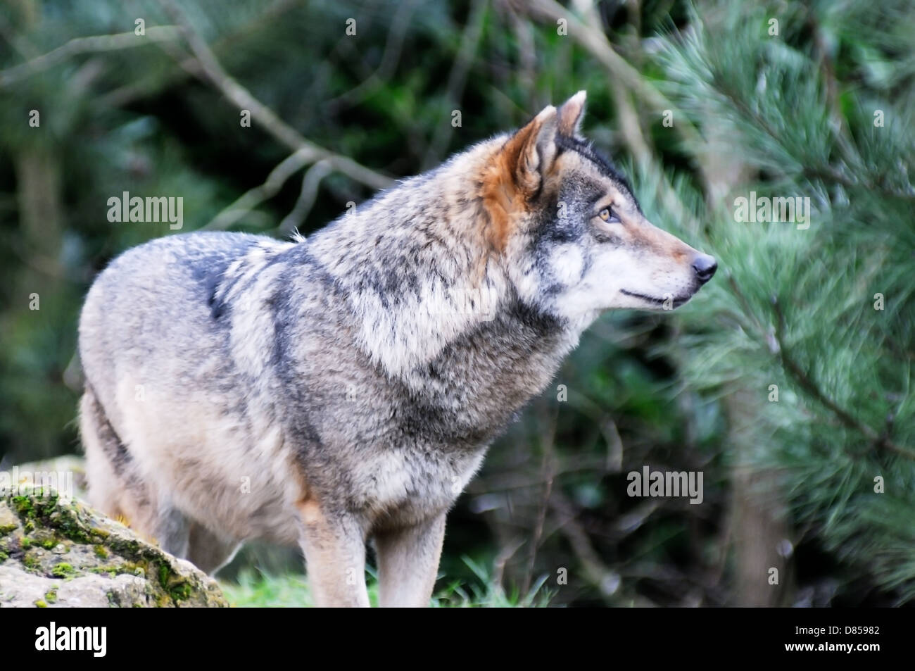 A single wolf standing in a forest stalking Stock Photo - Alamy