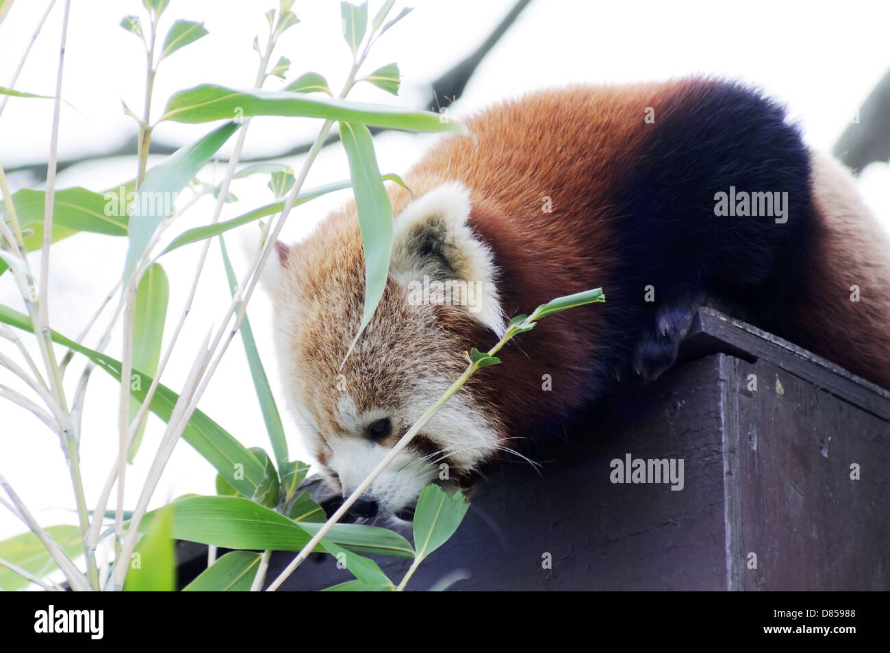 Red panda enjoying a snack closeup profile Stock Photo - Alamy