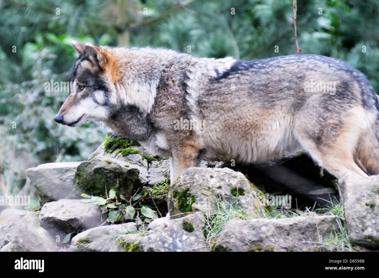 A lone wolf watching and waiting for prey Stock Photo - Alamy