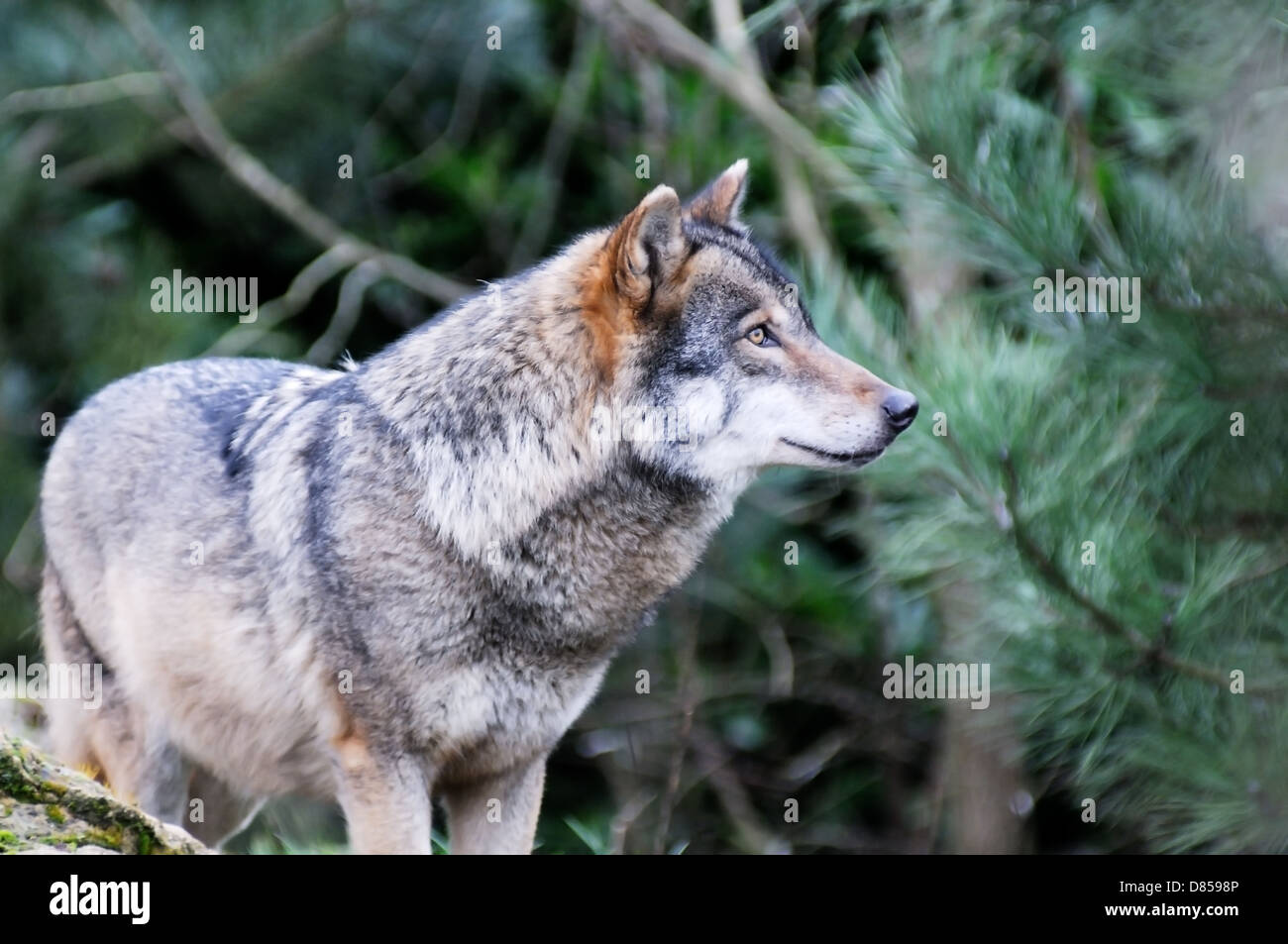 A single wolf in the wilderness closeup Stock Photo - Alamy