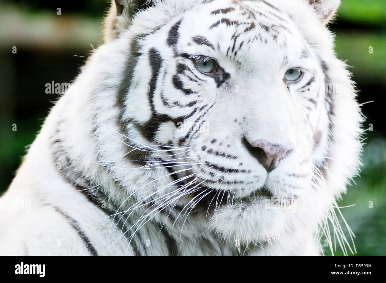 Whole Face White Tiger