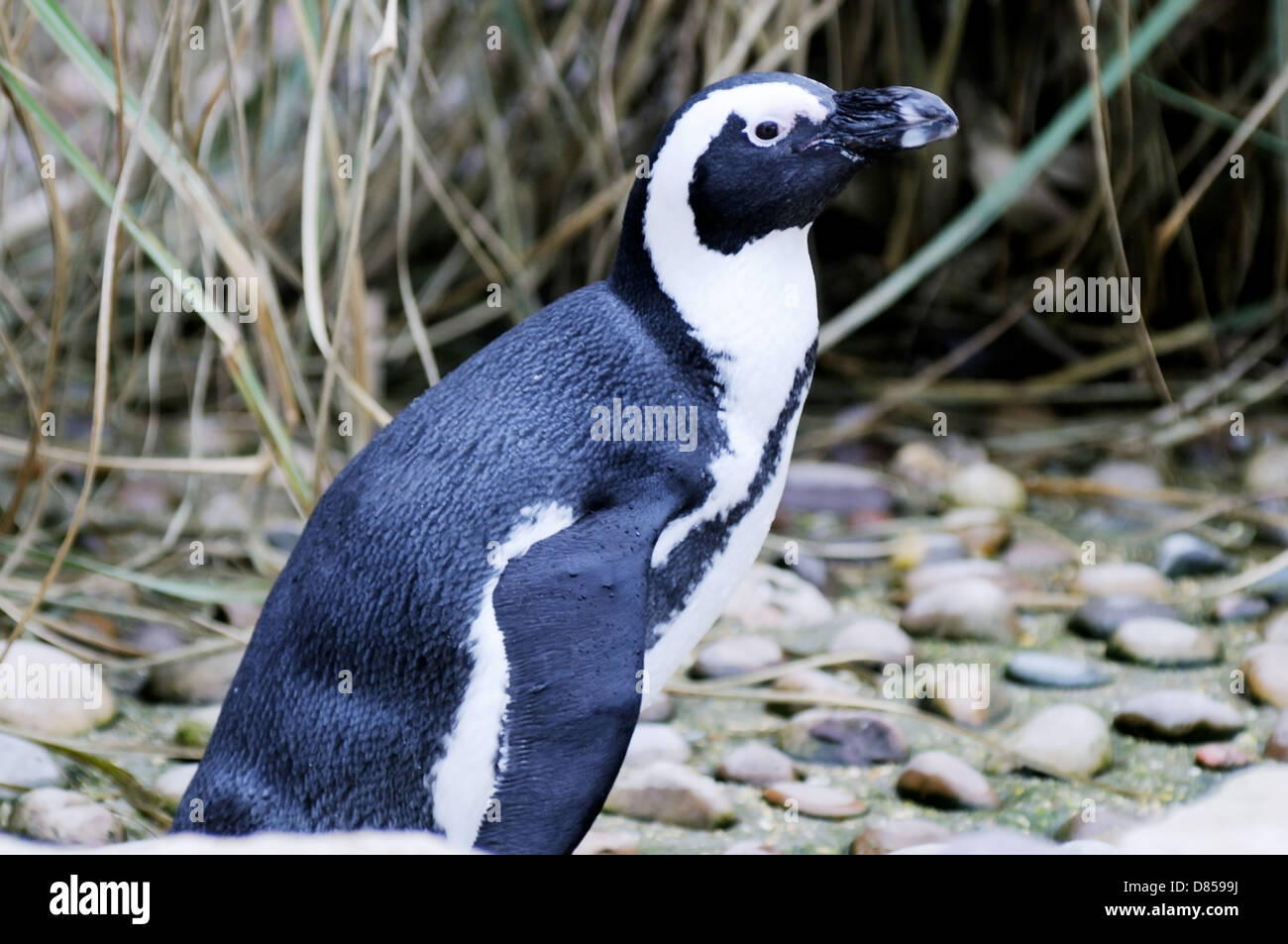 Penguin closeup profile looking at camera Stock Photo - Alamy