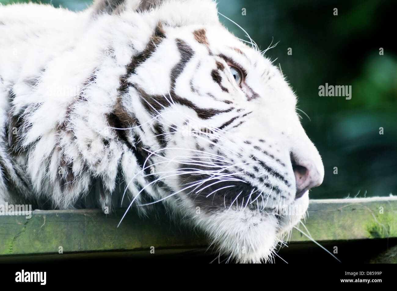 Closeup of white tiger profile showing fur detail Stock Photo - Alamy