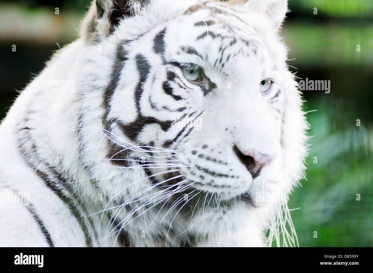 Closeup of white tiger face showing fur detail and stripes Stock Photo ...