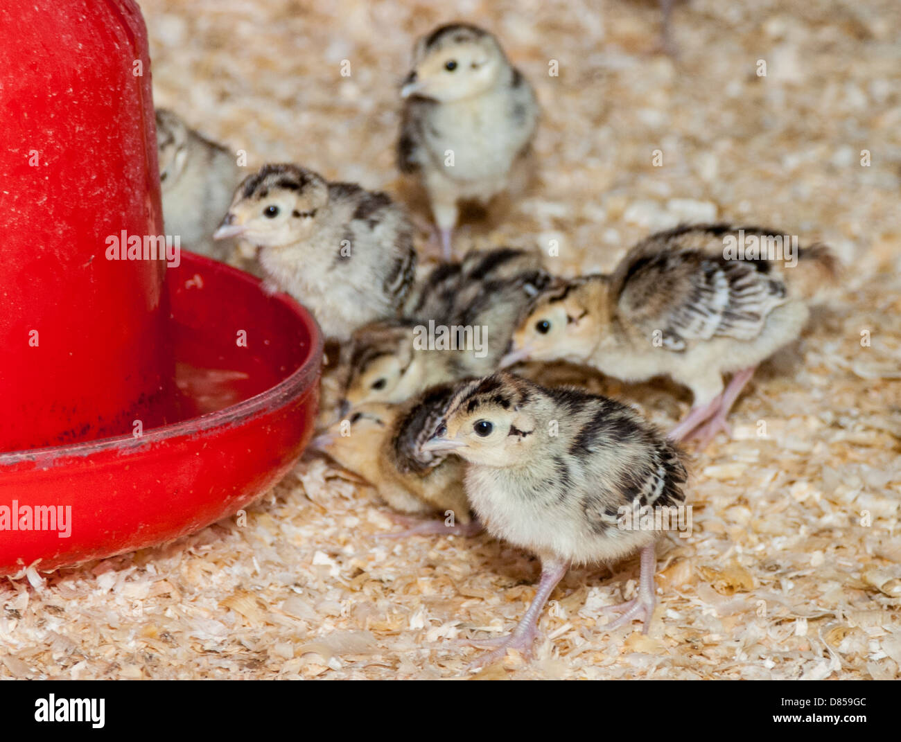 Baby pheasants hi-res stock photography and images - Alamy