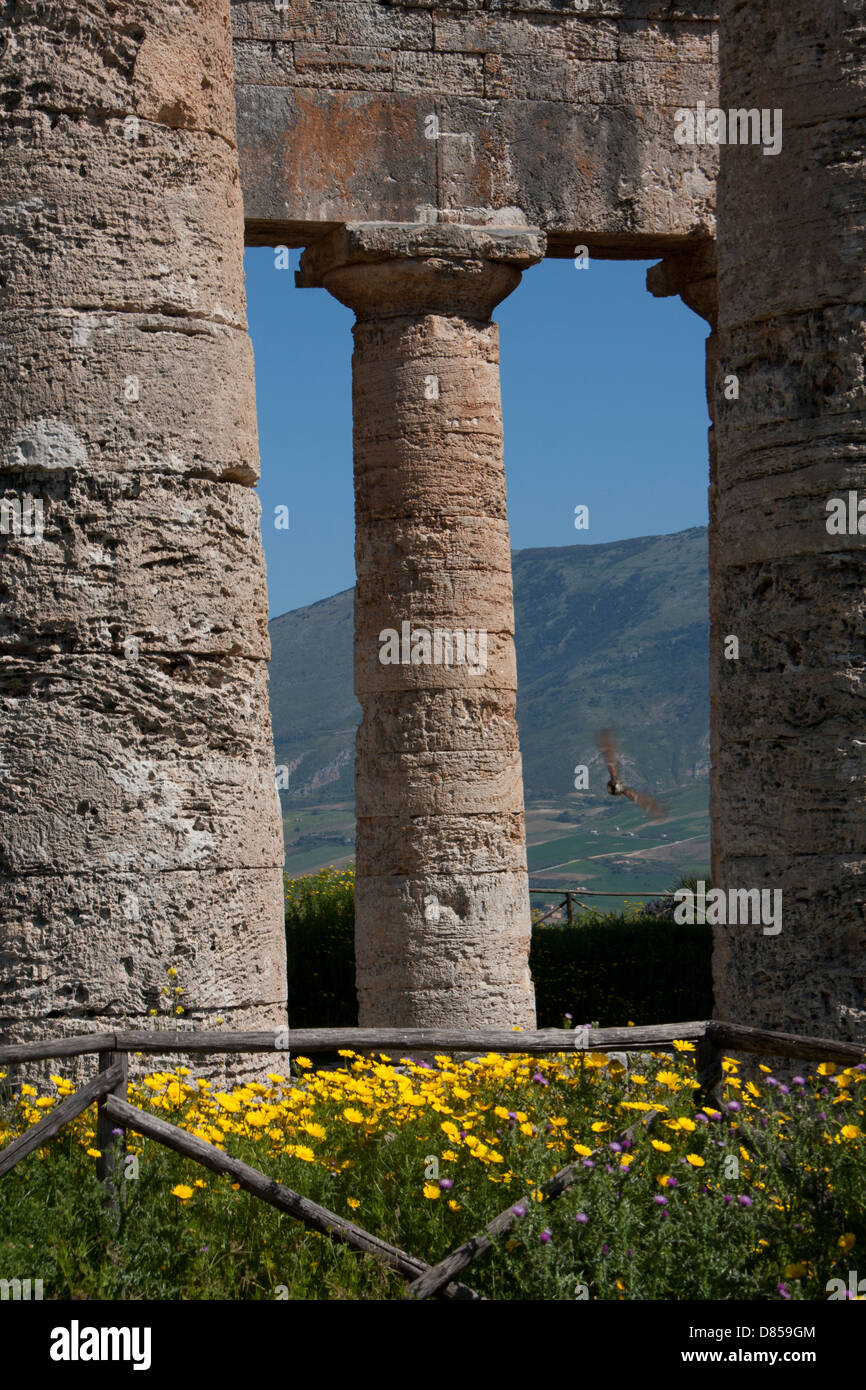 Bird flying between the columns of the Segesta Amphitheatre Stock Photo ...
