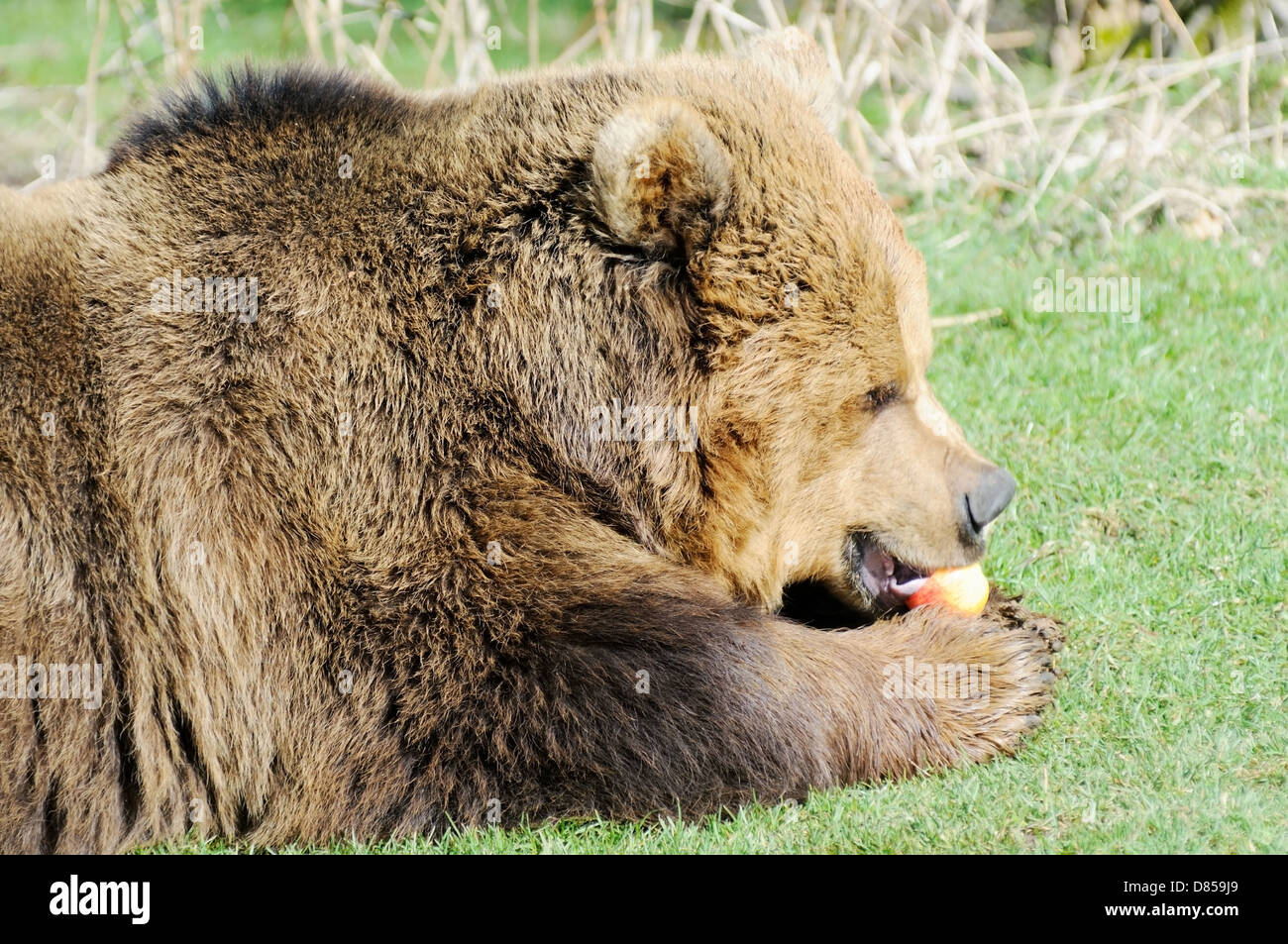 Brown bear in sunshine eating apple closeup profile Stock Photo - Alamy