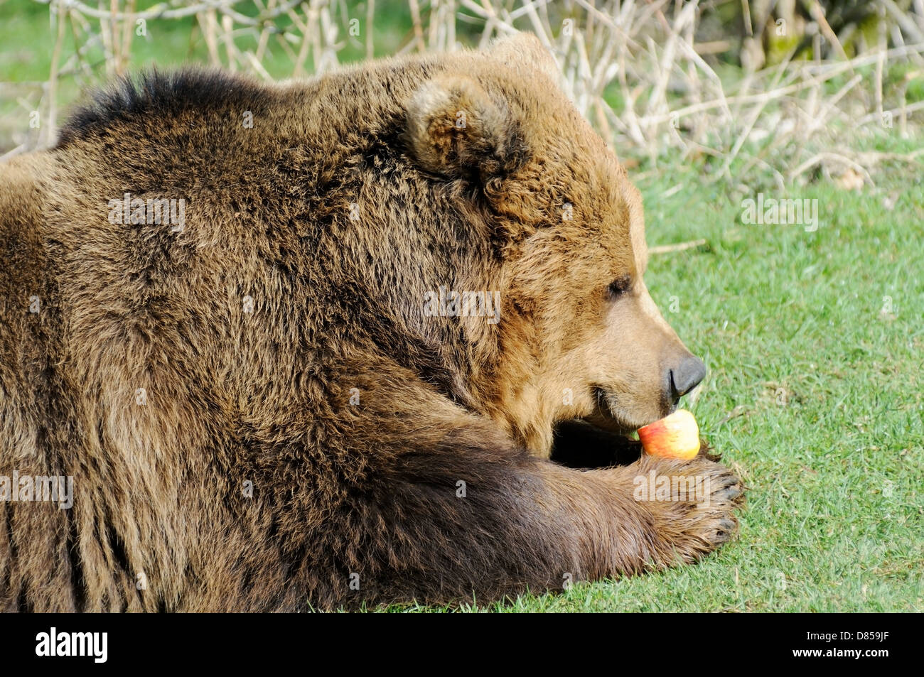Closeup profile of hungry brown bear eating an apple Stock Photo - Alamy