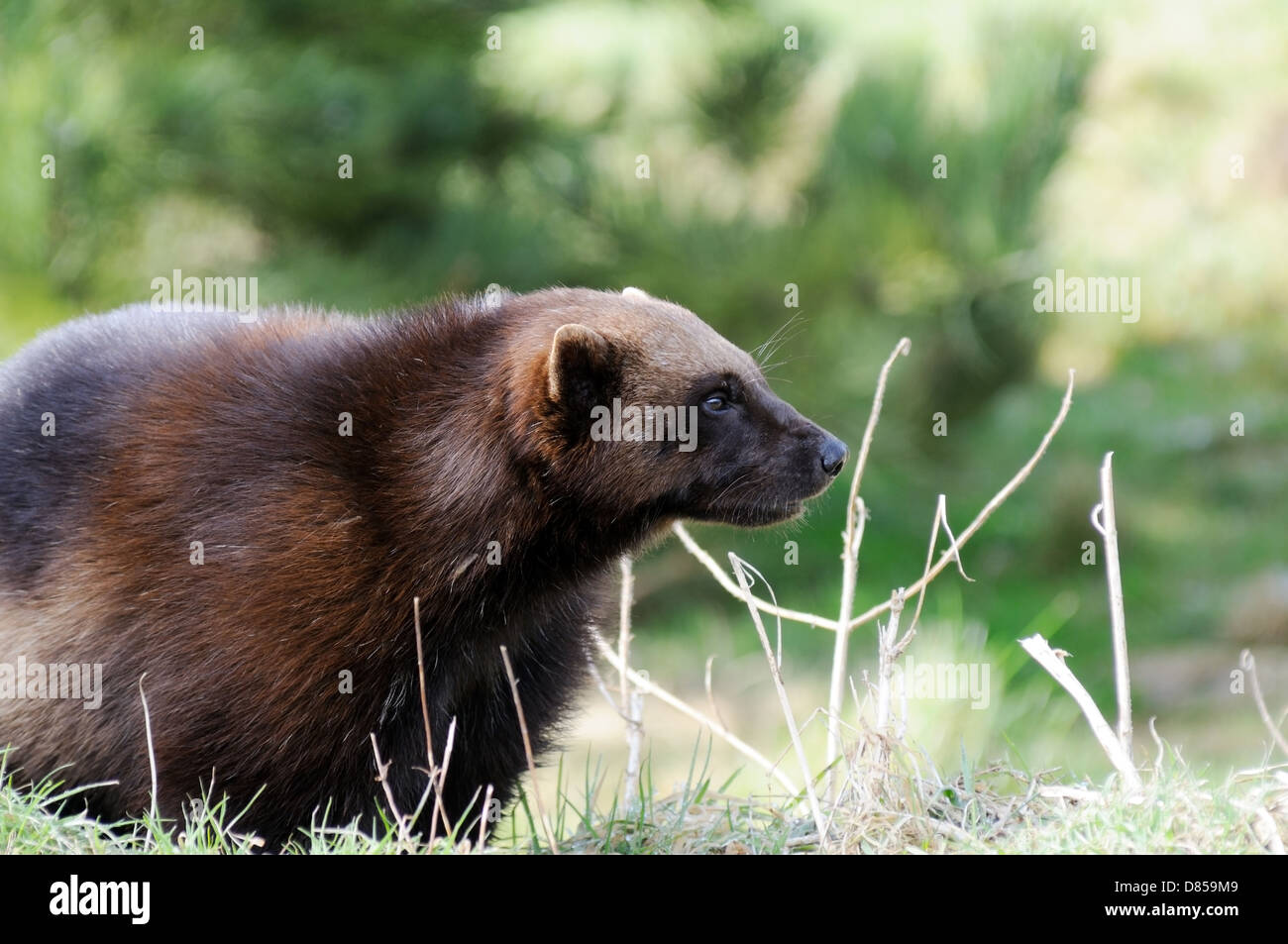 Wolverine in wilderness closeup profile Stock Photo - Alamy