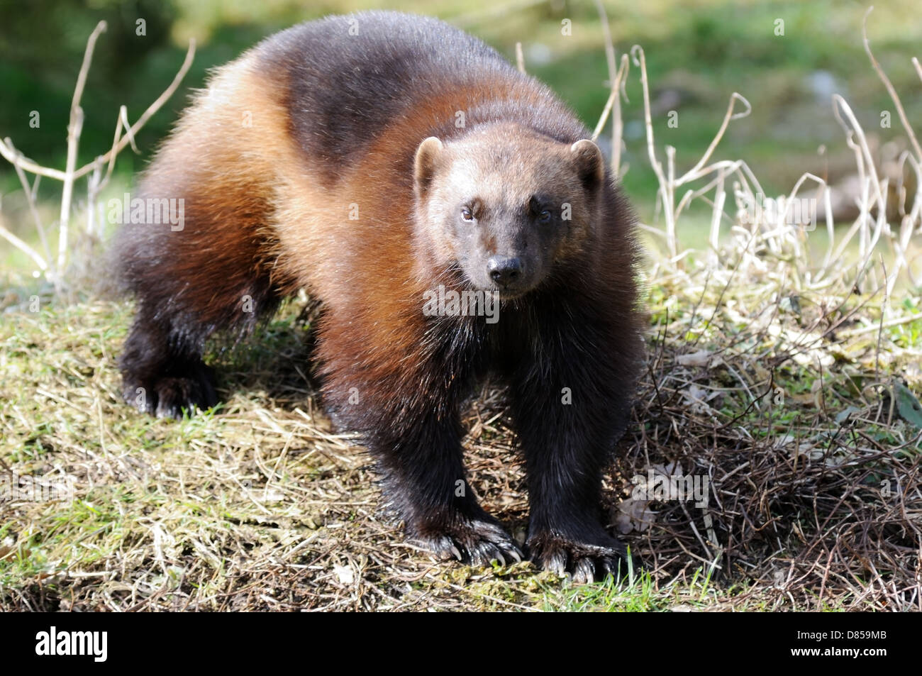 Wolverine animal hi-res stock photography and images - Alamy
