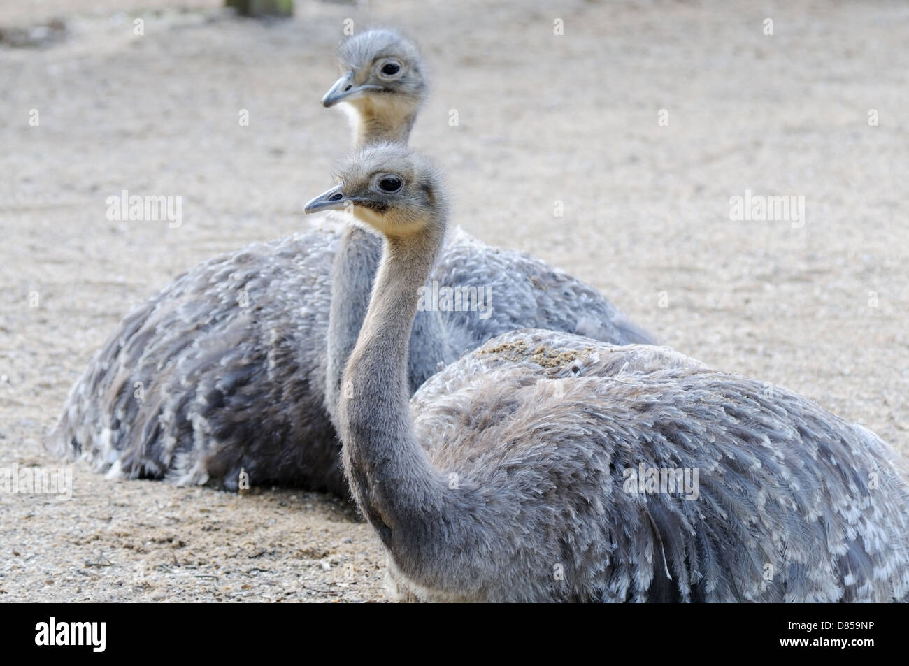 Two darwin's rhea sitting on the ground looking alert Stock Photo - Alamy
