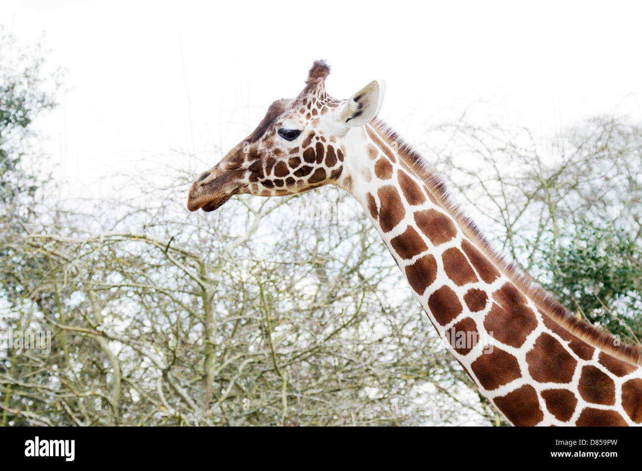 Closeup of giraffe profile head and long neck Stock Photo - Alamy