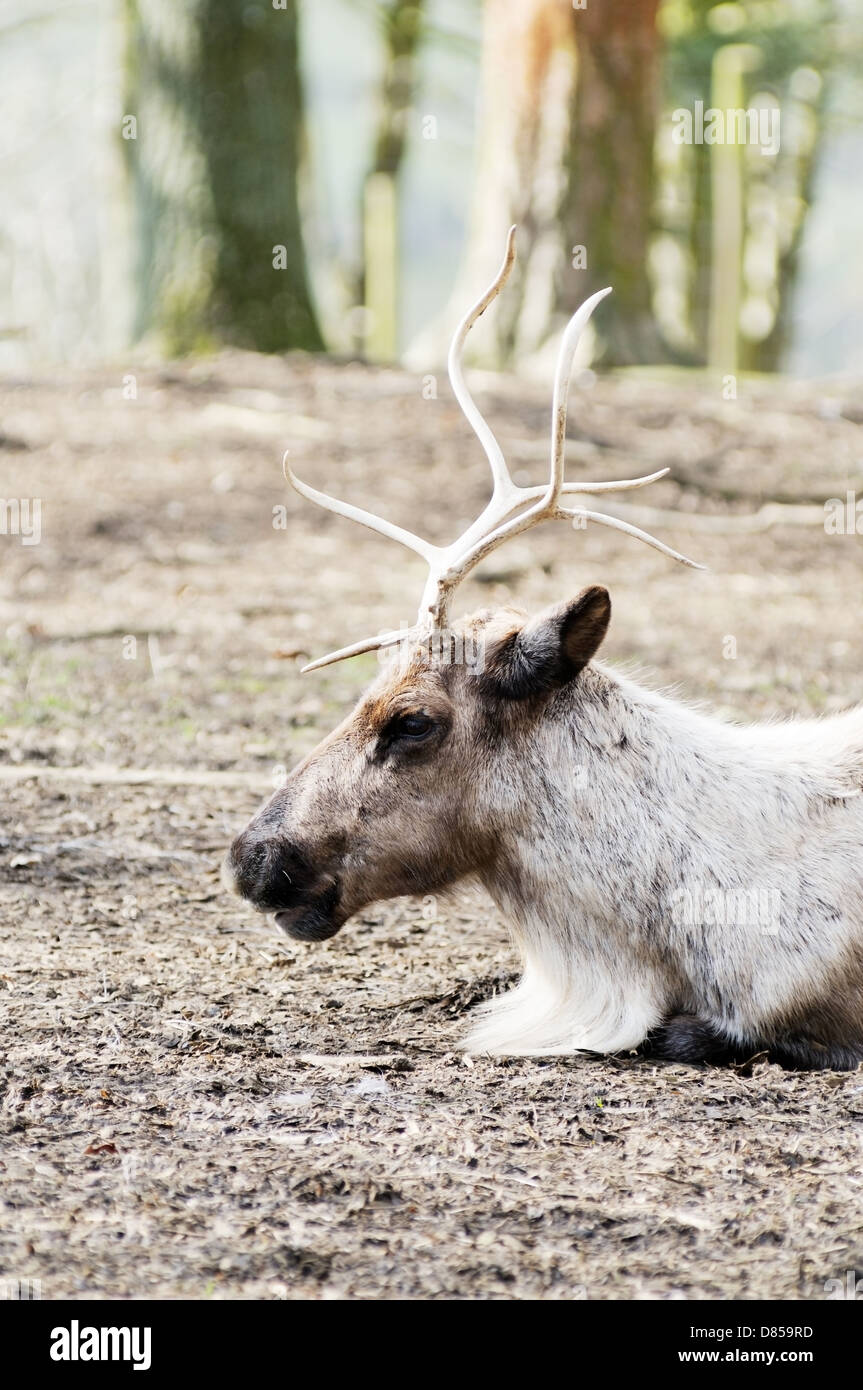 Reindeer profile hi-res stock photography and images - Alamy