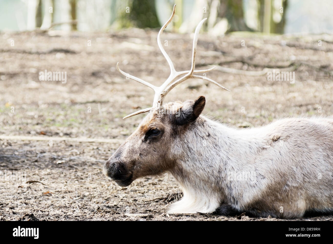 Reindeer resting on the ground closeup showing head and antler detail ...