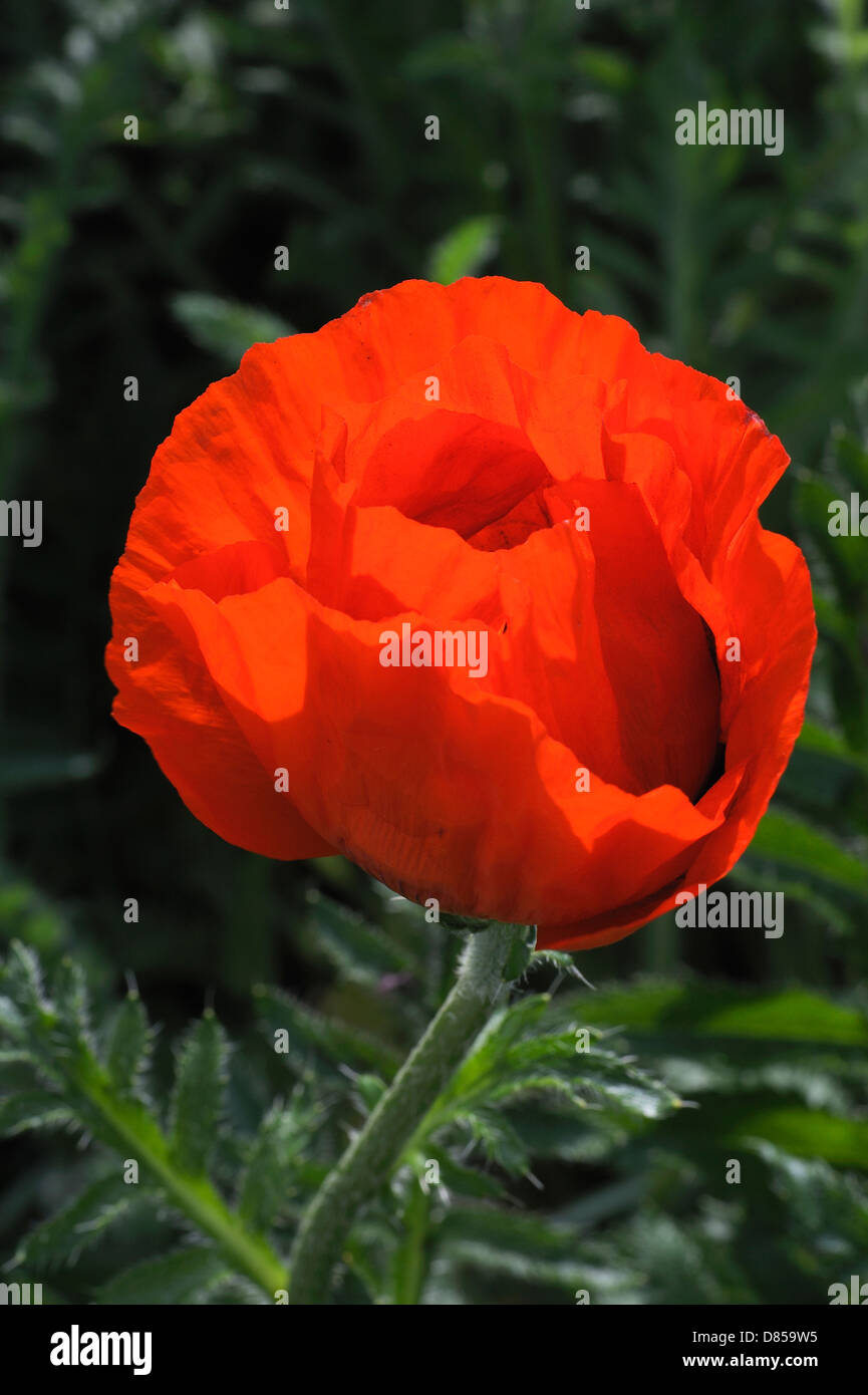 Poppy back lit by low sun Stock Photo - Alamy