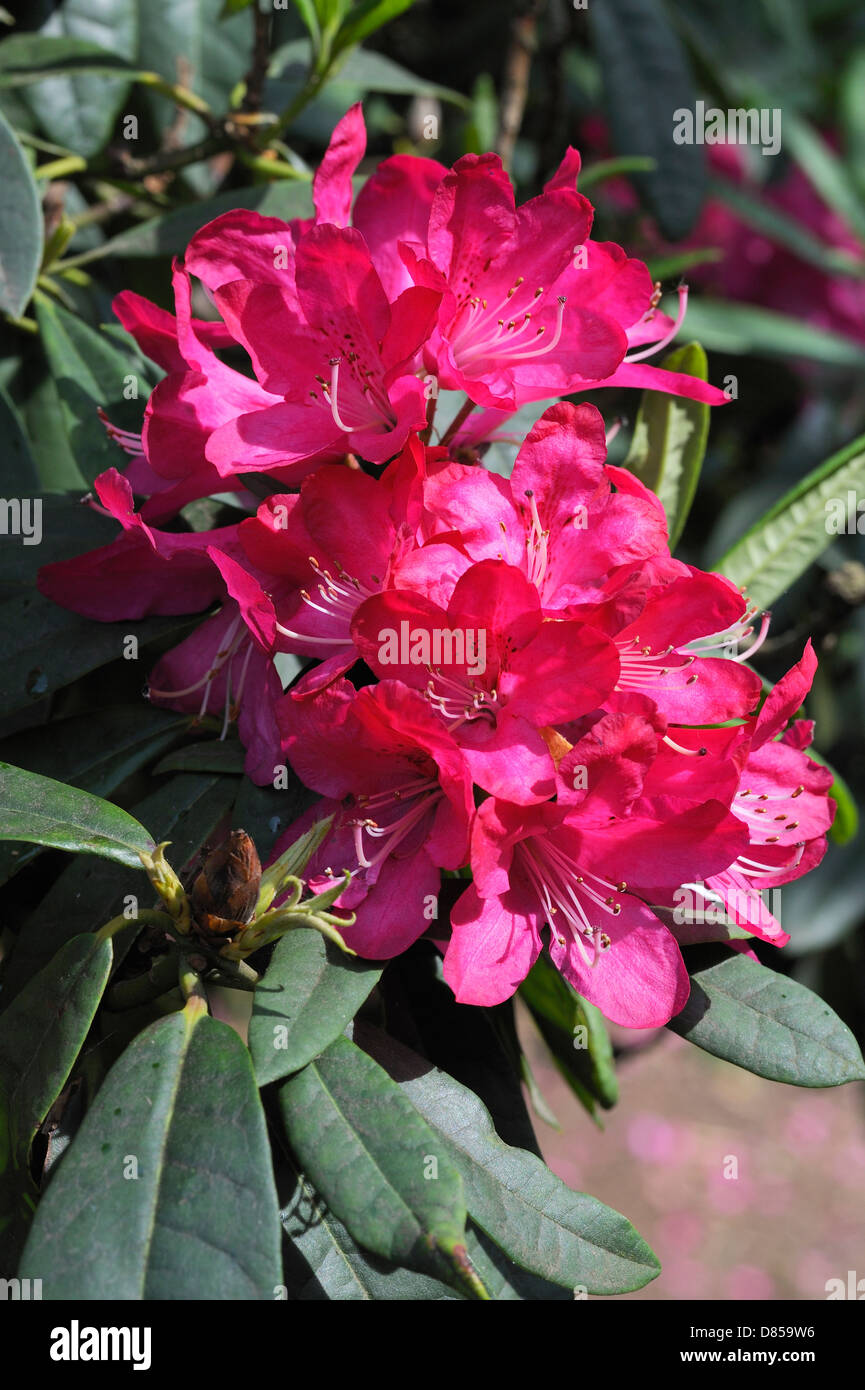 Beautiful red rhododendron flowers growing in a garden Stock Photo - Alamy