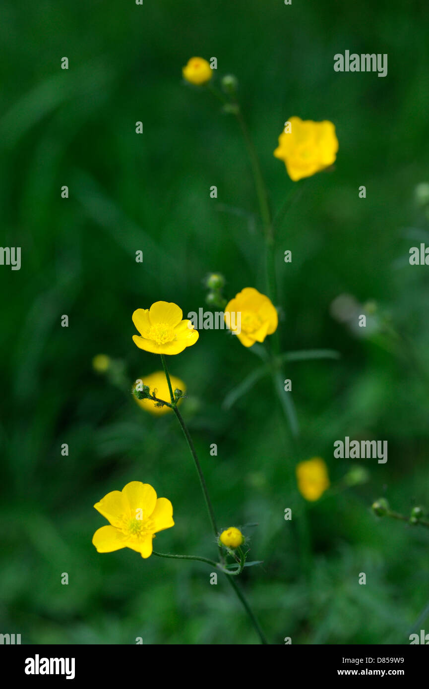 Garden buttercups hi-res stock photography and images - Alamy