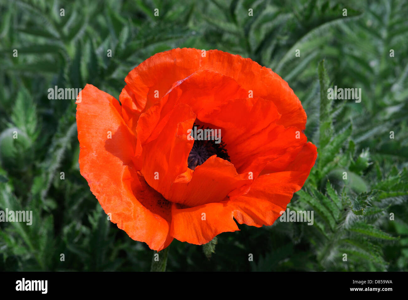 Huge poppy with green background Stock Photo - Alamy