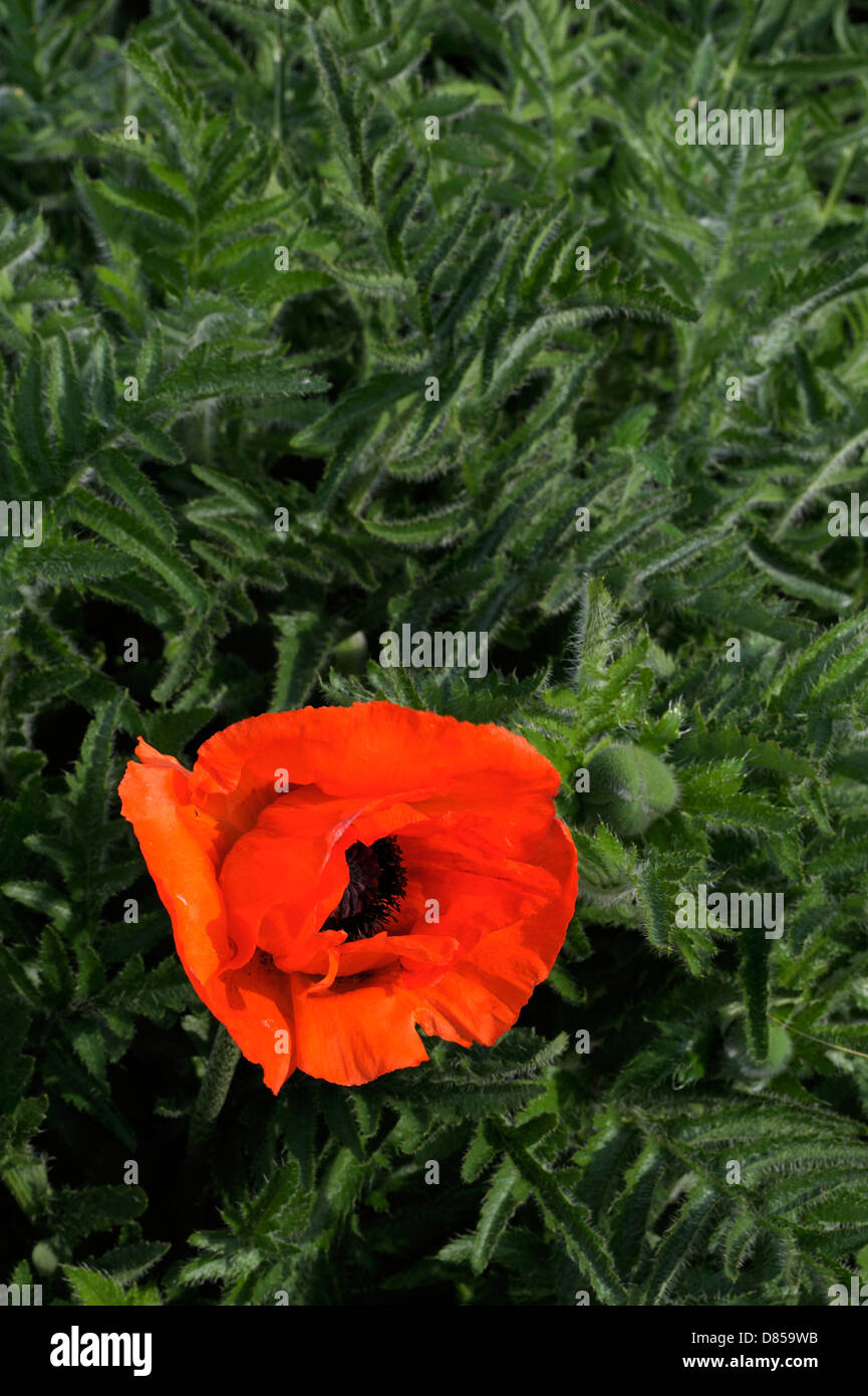 Large poppy with green background Stock Photo - Alamy