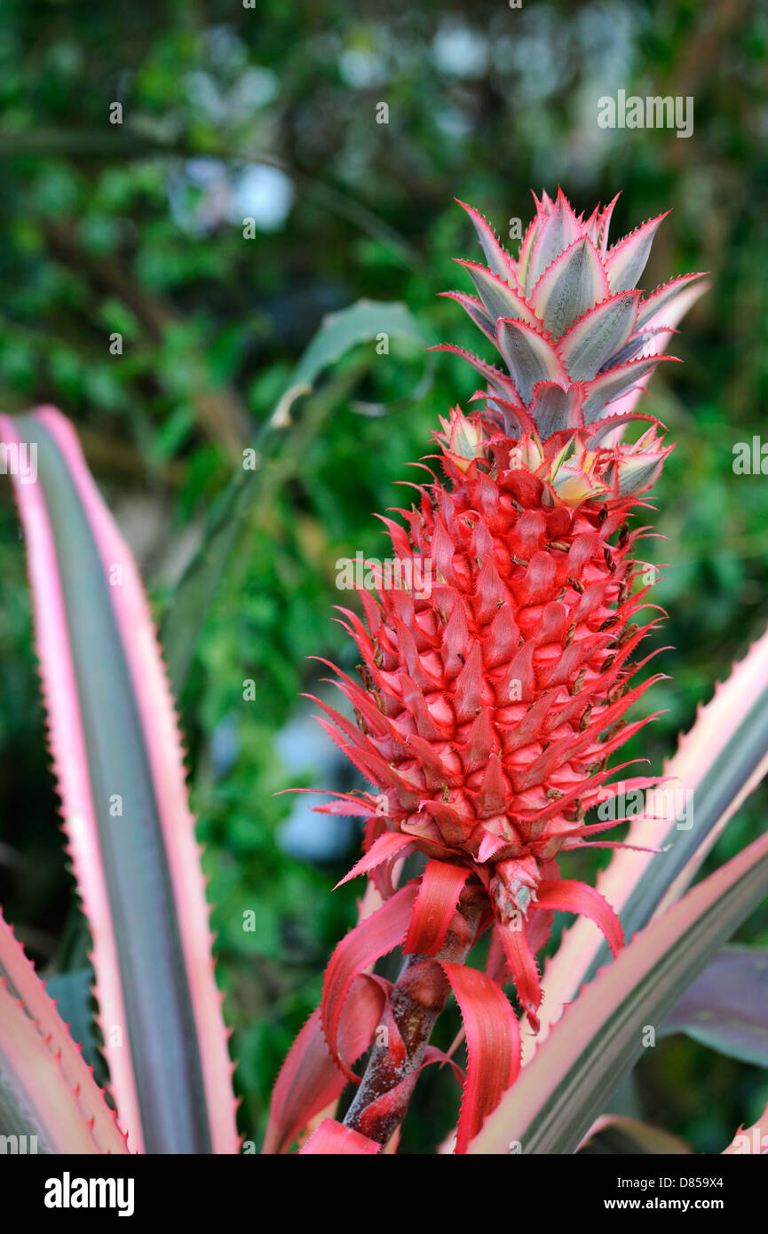 Small pink pineapple growing in a garden Stock Photo - Alamy