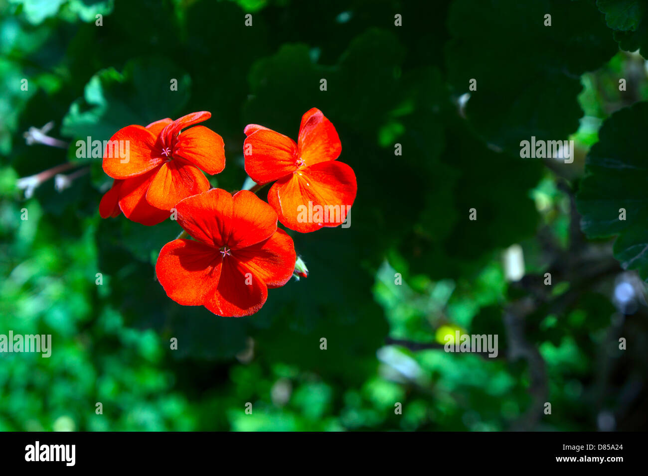 Growth and color hi-res stock photography and images - Alamy