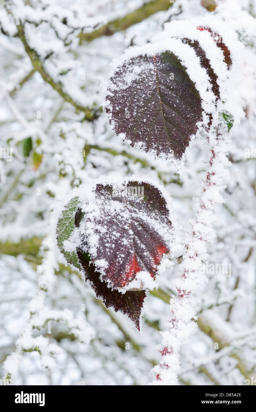 Red leaves snow hi-res stock photography and images - Alamy