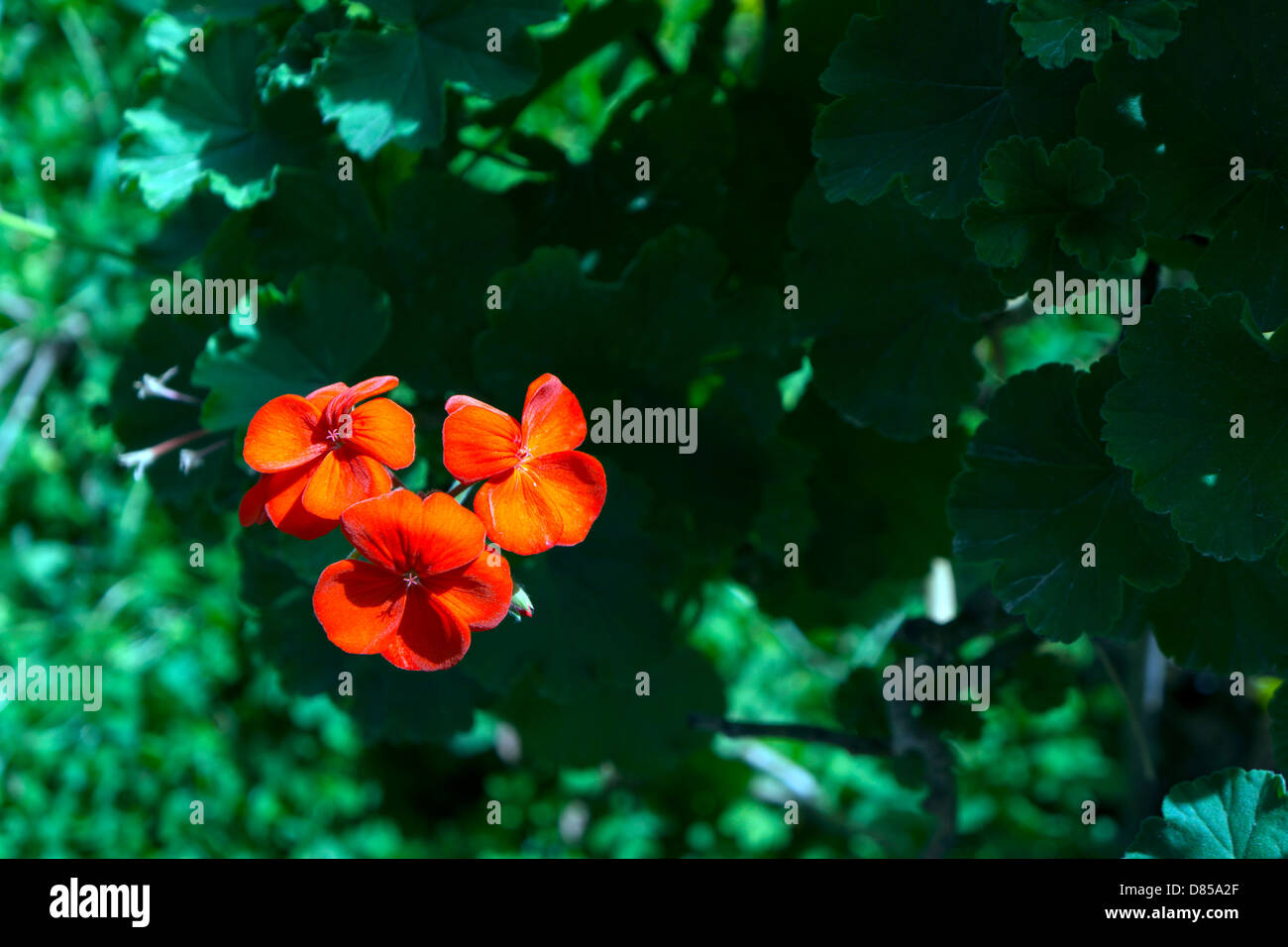 Color of growth hi-res stock photography and images - Alamy