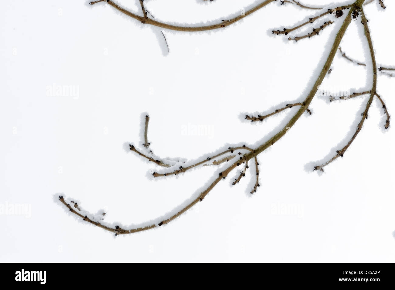 Branch of tree in winter covered in snow Stock Photo - Alamy