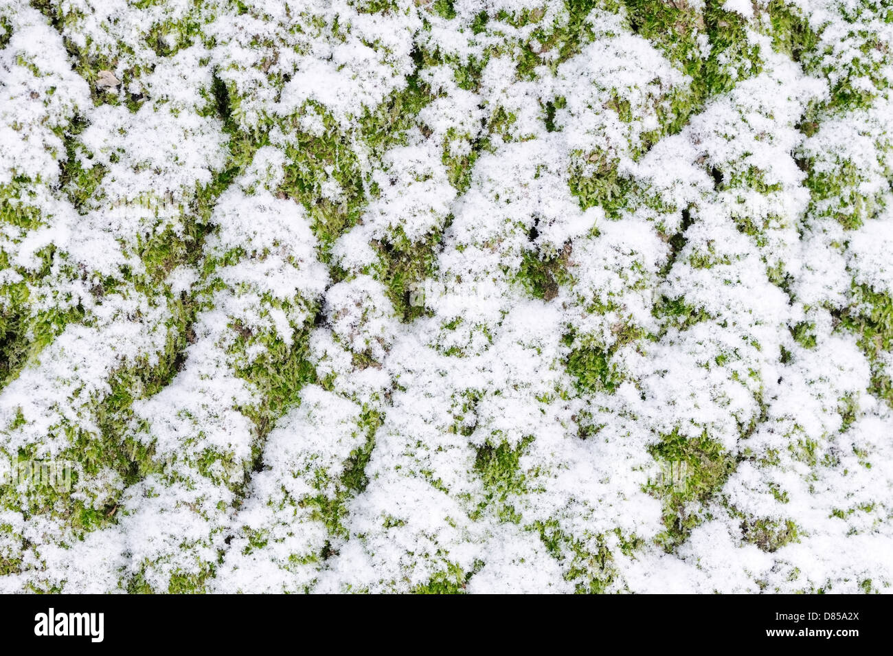 Tree bark snow macro hi-res stock photography and images - Alamy