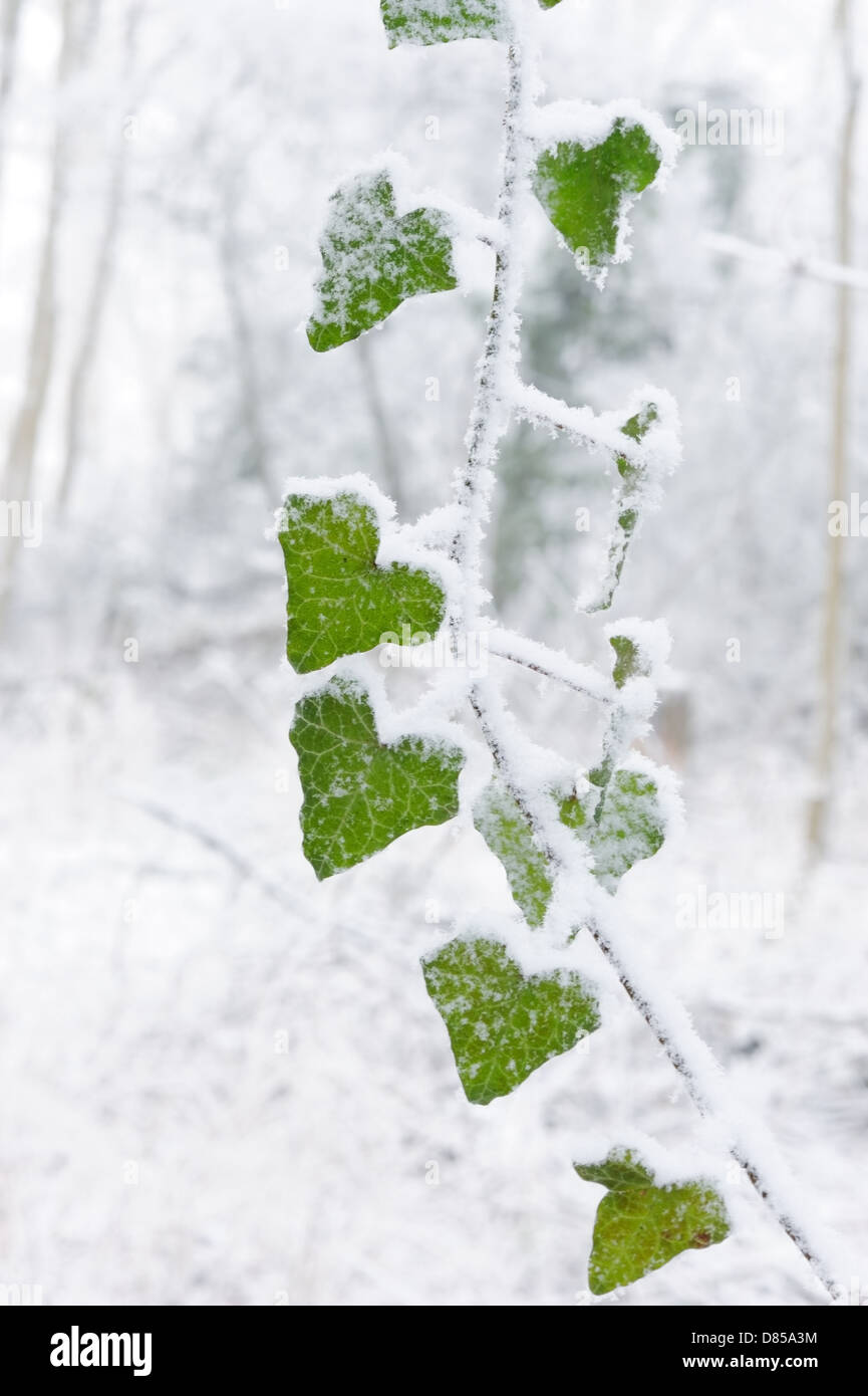 Ivy in snow hi-res stock photography and images - Alamy