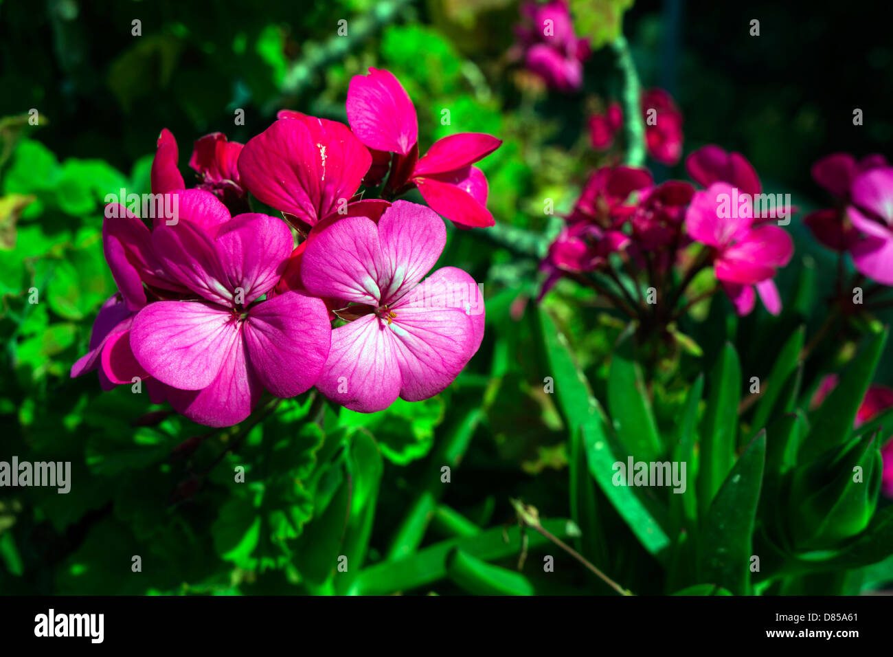 Red fowers, close-up, spring, growth, colour color, pink Stock Photo ...