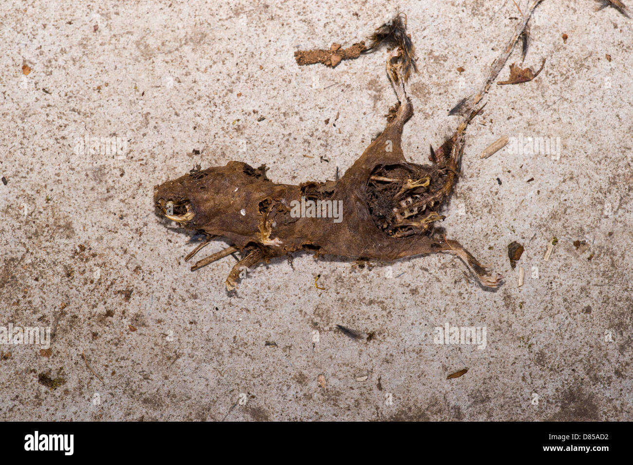 A decomposed mouse Stock Photo - Alamy